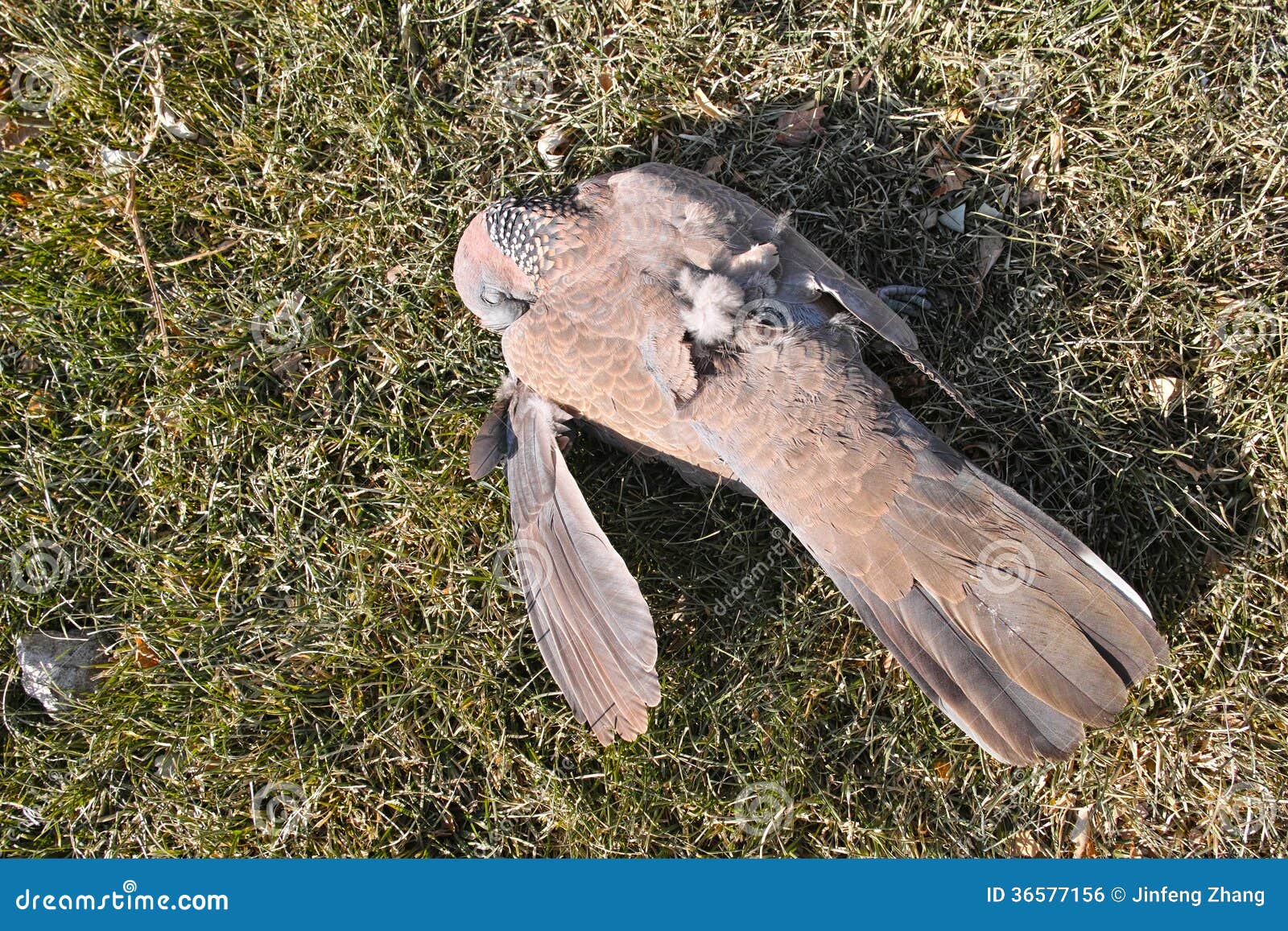 Dead Spotted Dove stock photo. Image of pitiful, woeful - 36577156