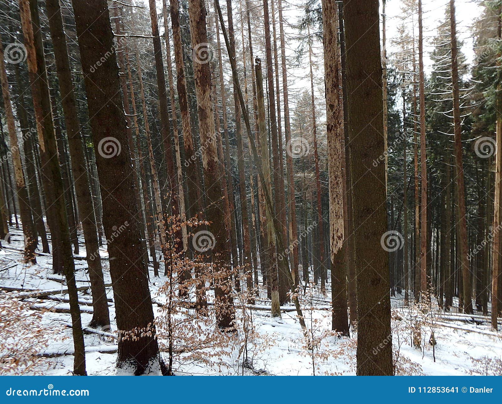Dead Spruce Forest in Winter Stock Image - Image of deforestation ...
