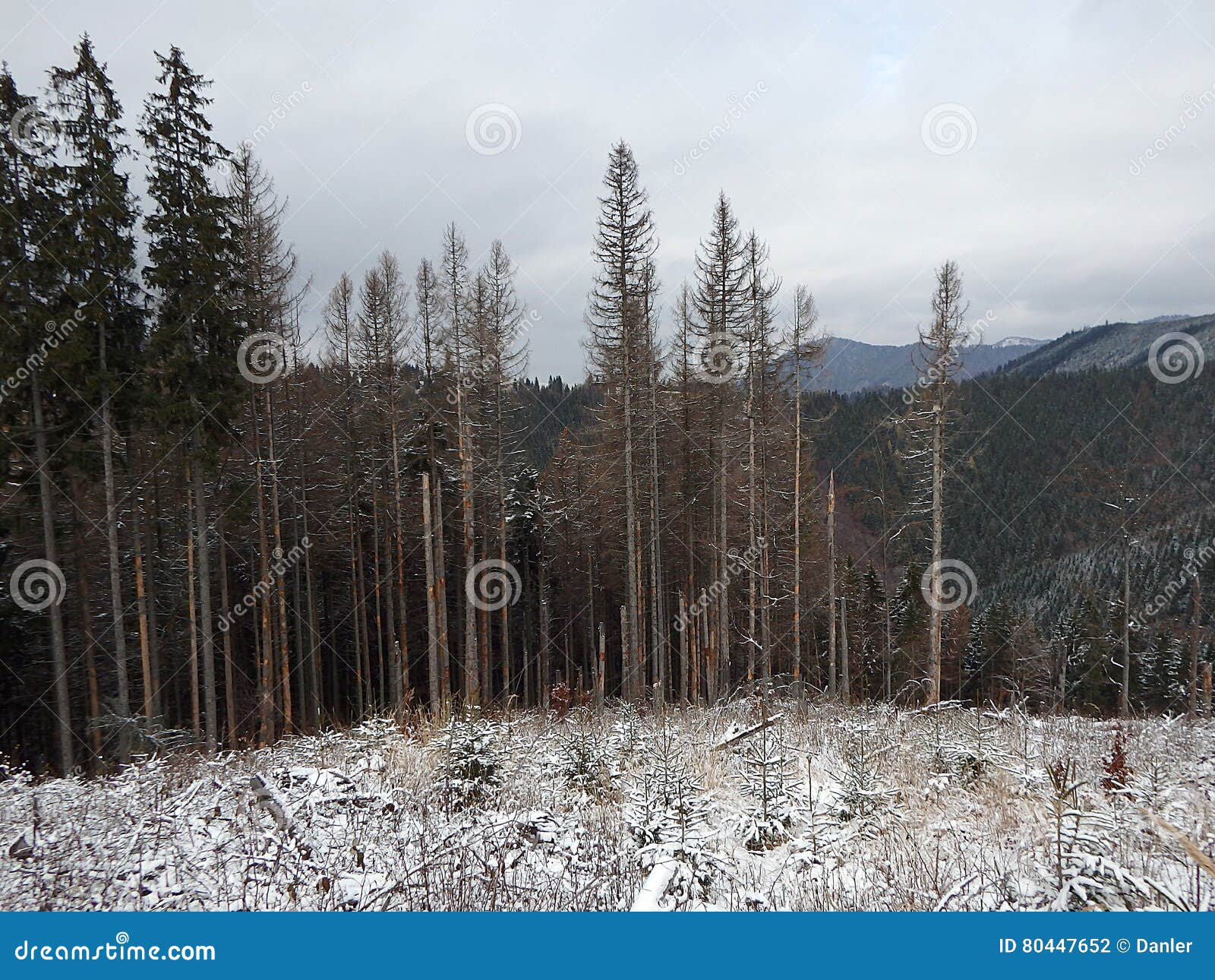 Dead Spruce Forest in Winter Stock Photo - Image of nature, outside ...