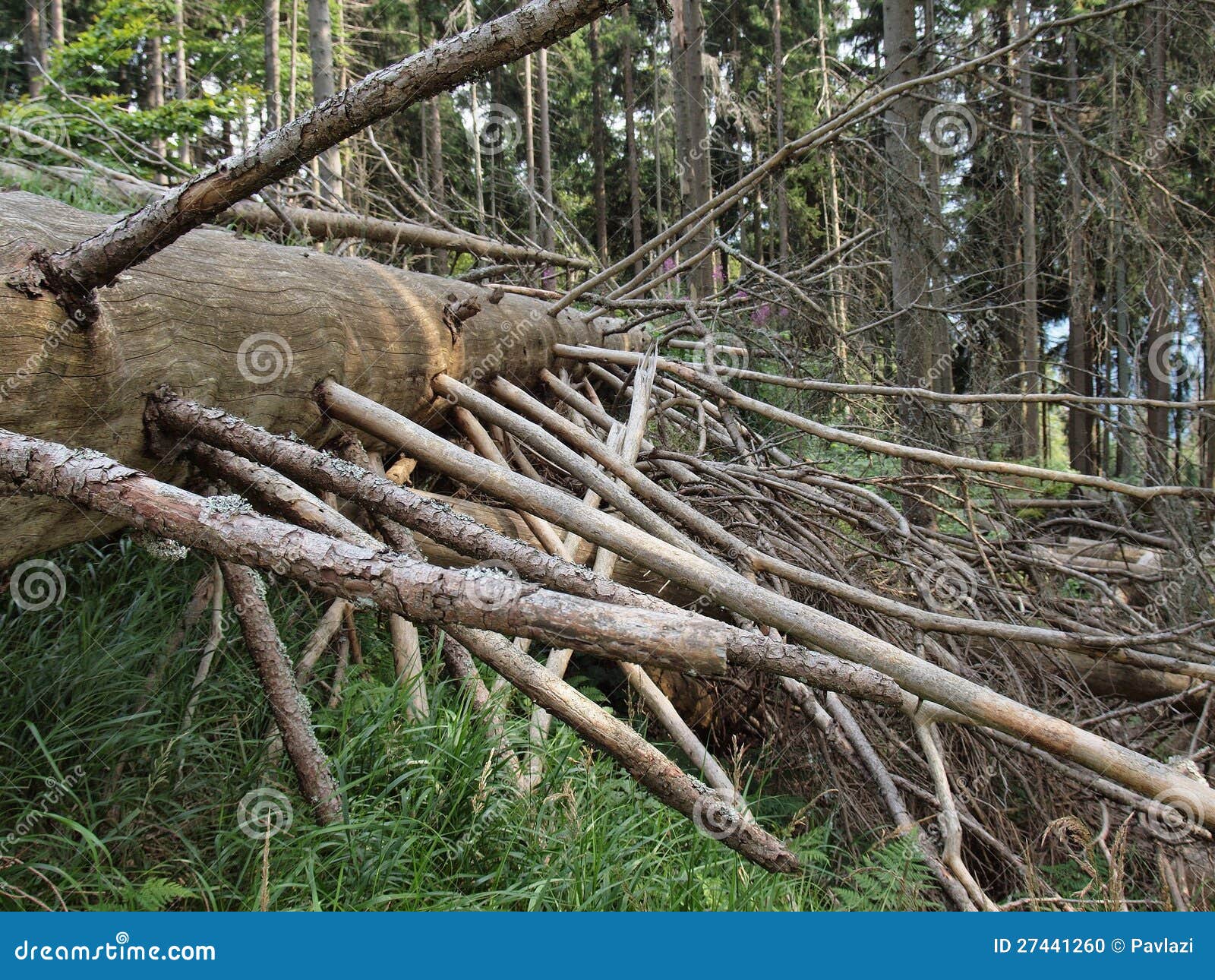 Dead spruce giant stock photo. Image of ruin, majestic - 27441260