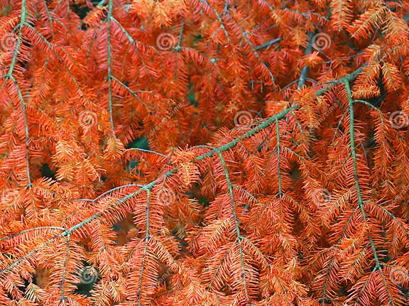 Dead spruce red conifer stock photo. Image of girdled - 329819870