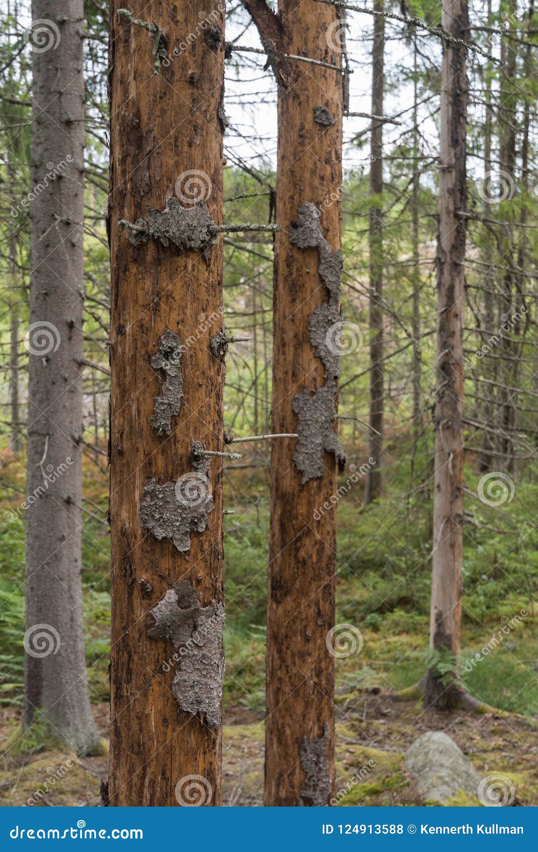 Damaged spruce trees stock photo. Image of beetles, dead - 124913588