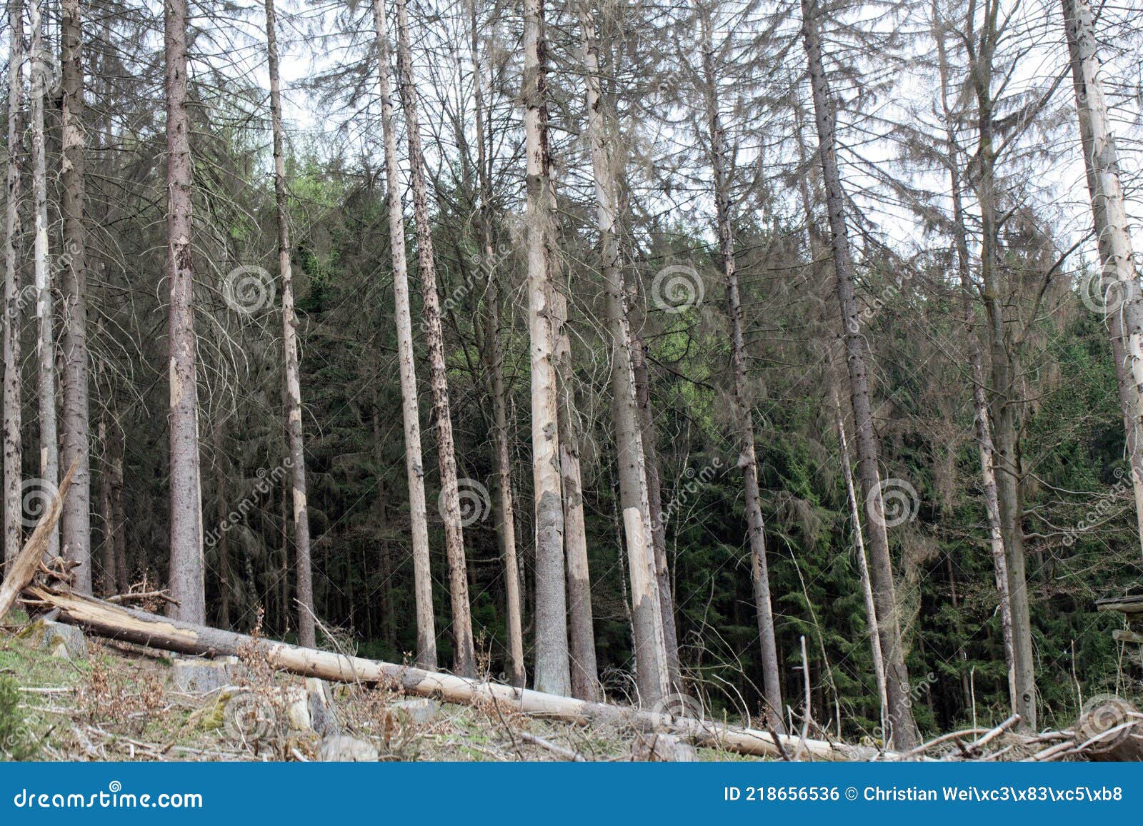 Dead Spruce Trees in the Thuringian Forest Stock Photo - Image of ...