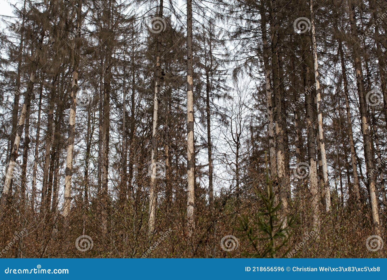 Dead Spruce Trees in the Thuringian Forest Stock Photo - Image of park ...