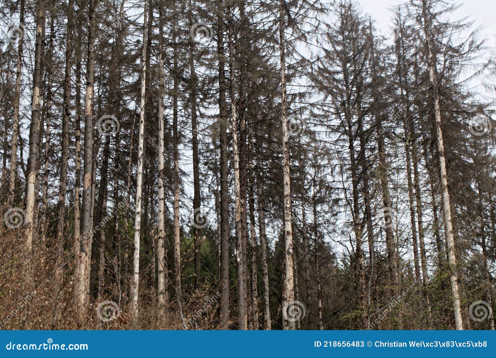 Dead Spruce Trees in the Thuringian Forest Stock Image - Image of ...