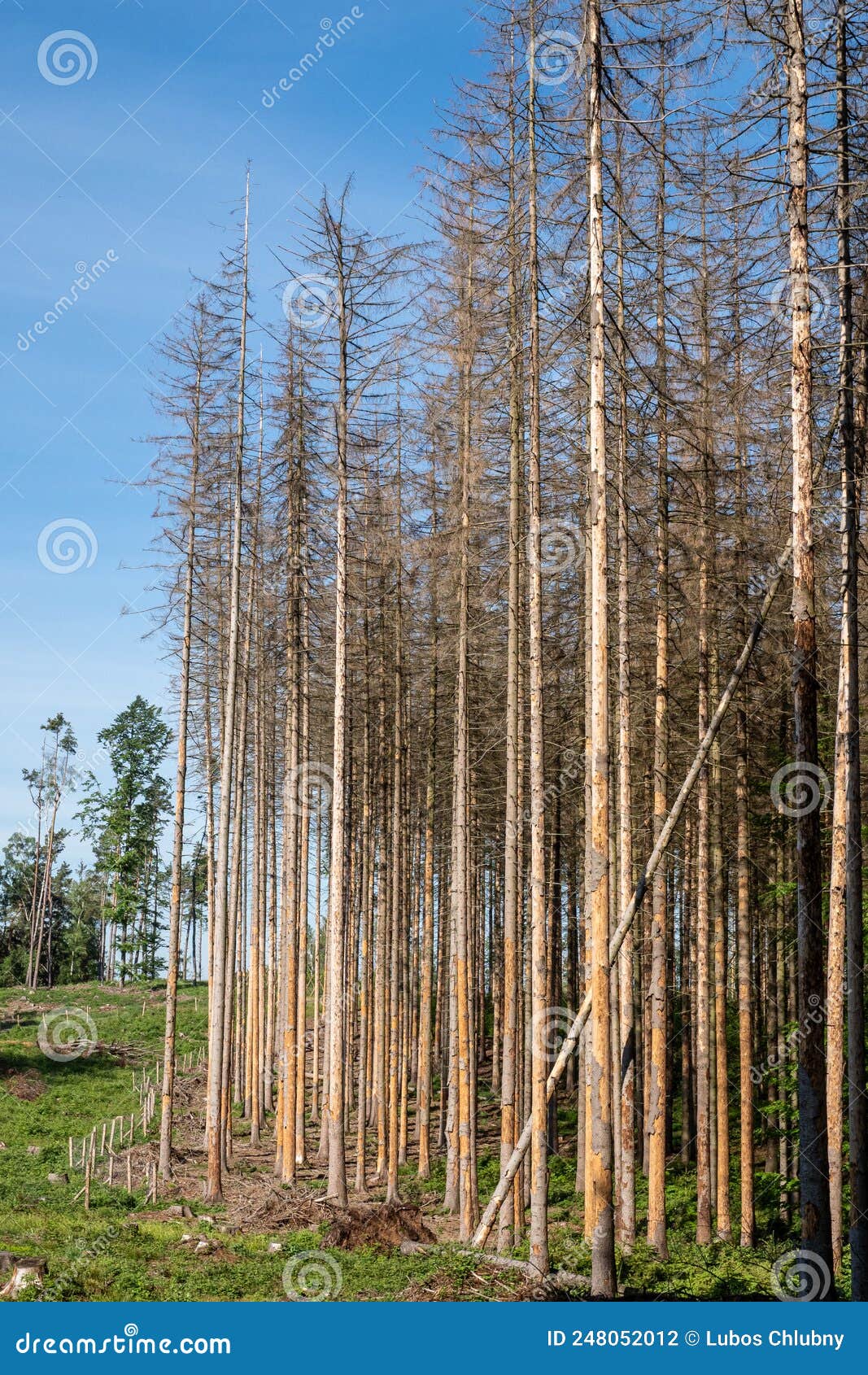 Dead Spruces Following Bark Beetle Infestation. the Consequence Stock ...