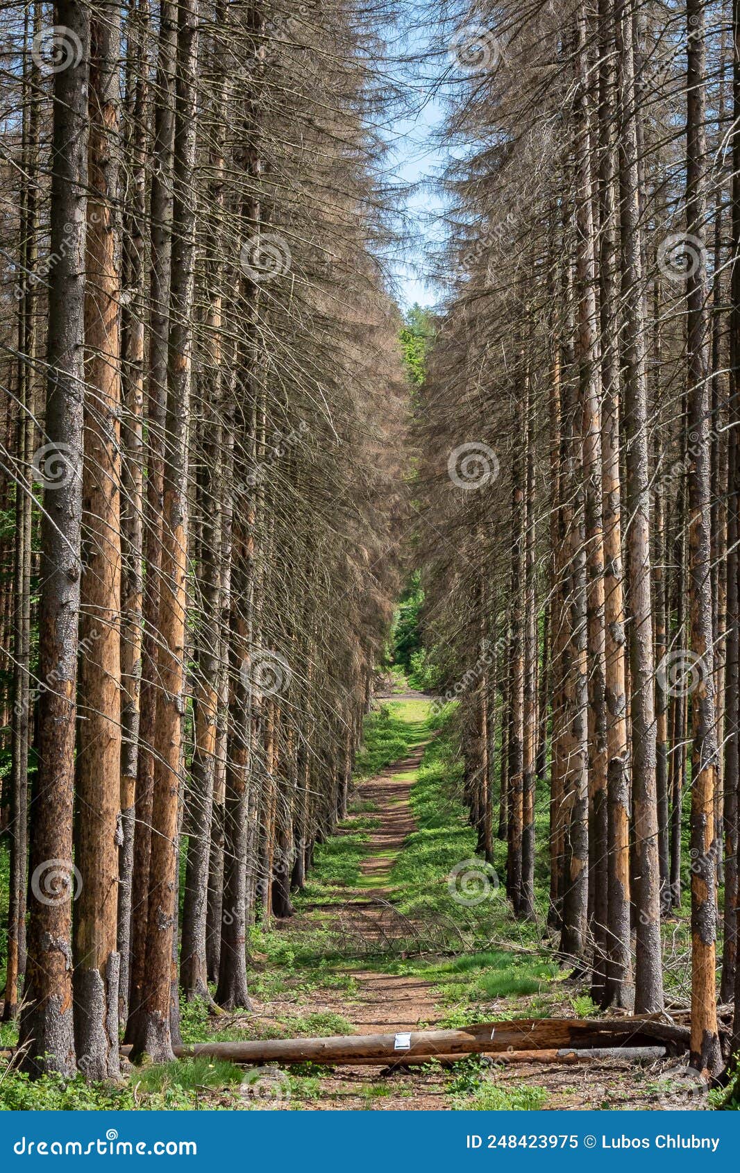 Dead Spruces Following Bark Beetle Infestation. the Consequence of ...