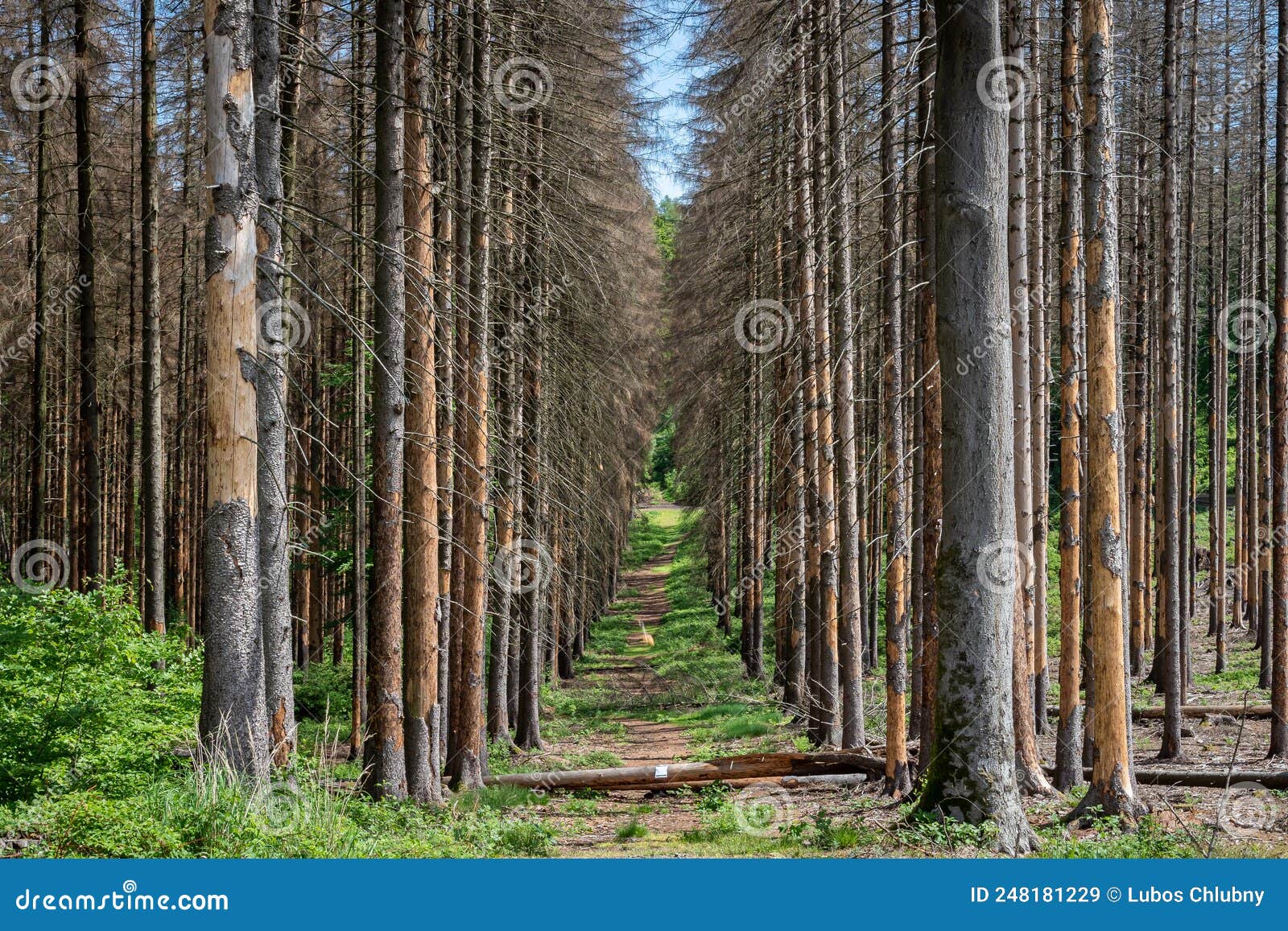 Dead Spruces Following Bark Beetle Infestation. the Consequence of ...