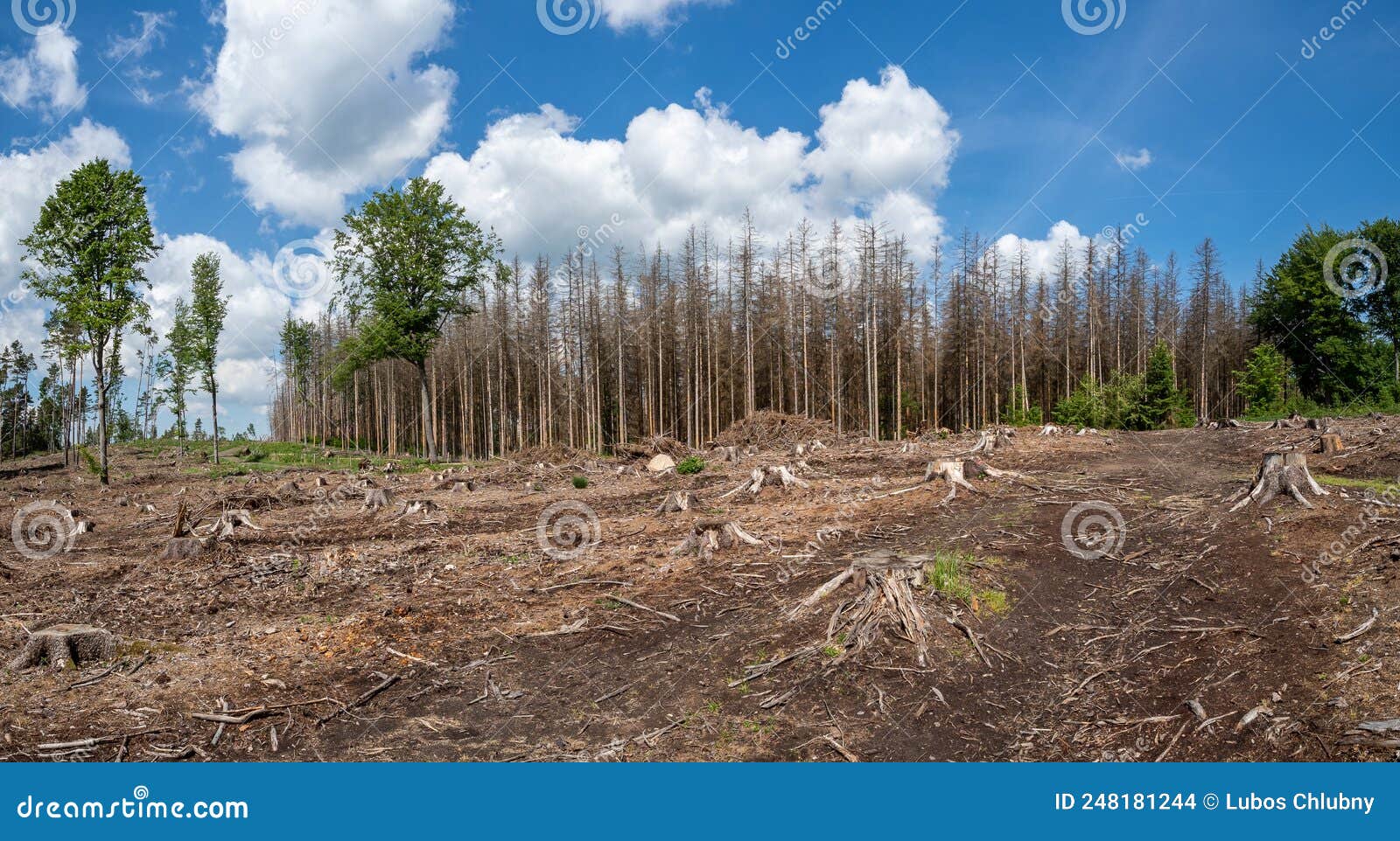 Dead Spruces Following Bark Beetle Infestation. the Consequence of ...