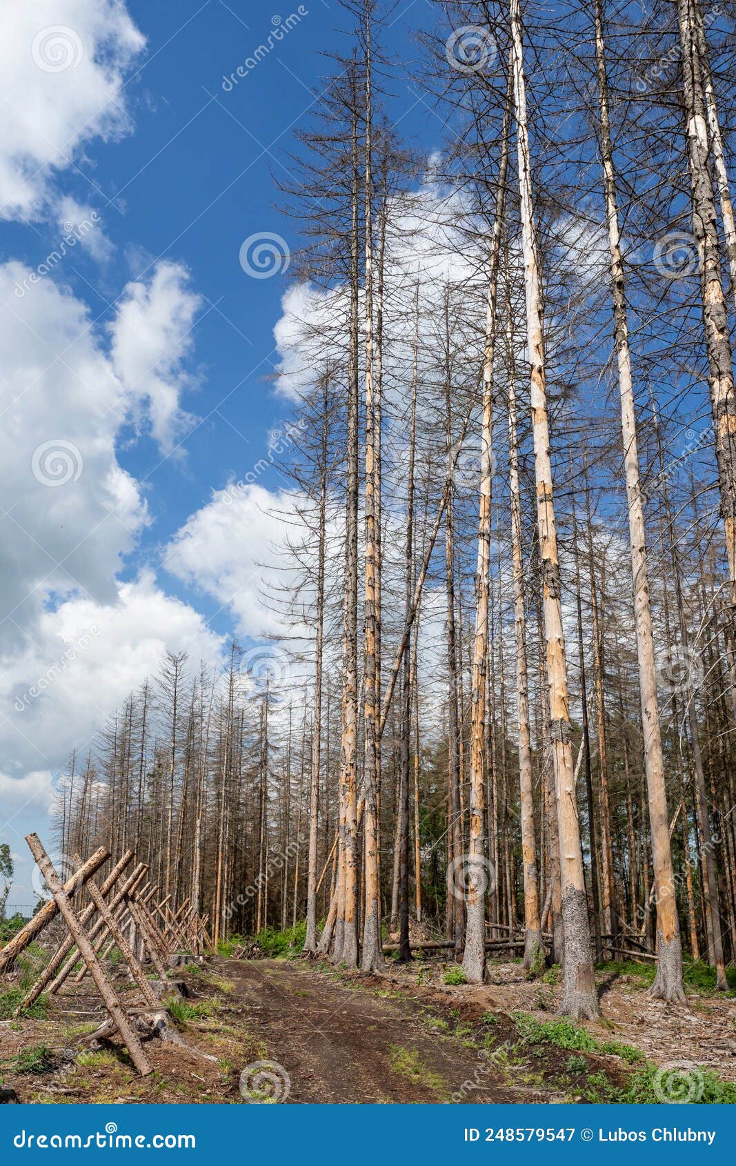 Dead Spruces Following Bark Beetle Infestation. the Consequence of ...