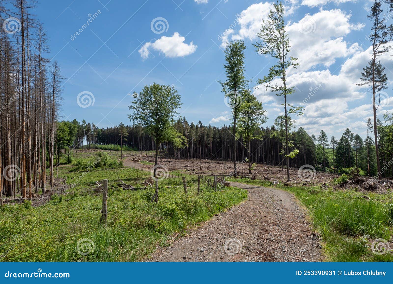 Dead Spruces Following Bark Beetle Infestation. the Consequence of ...