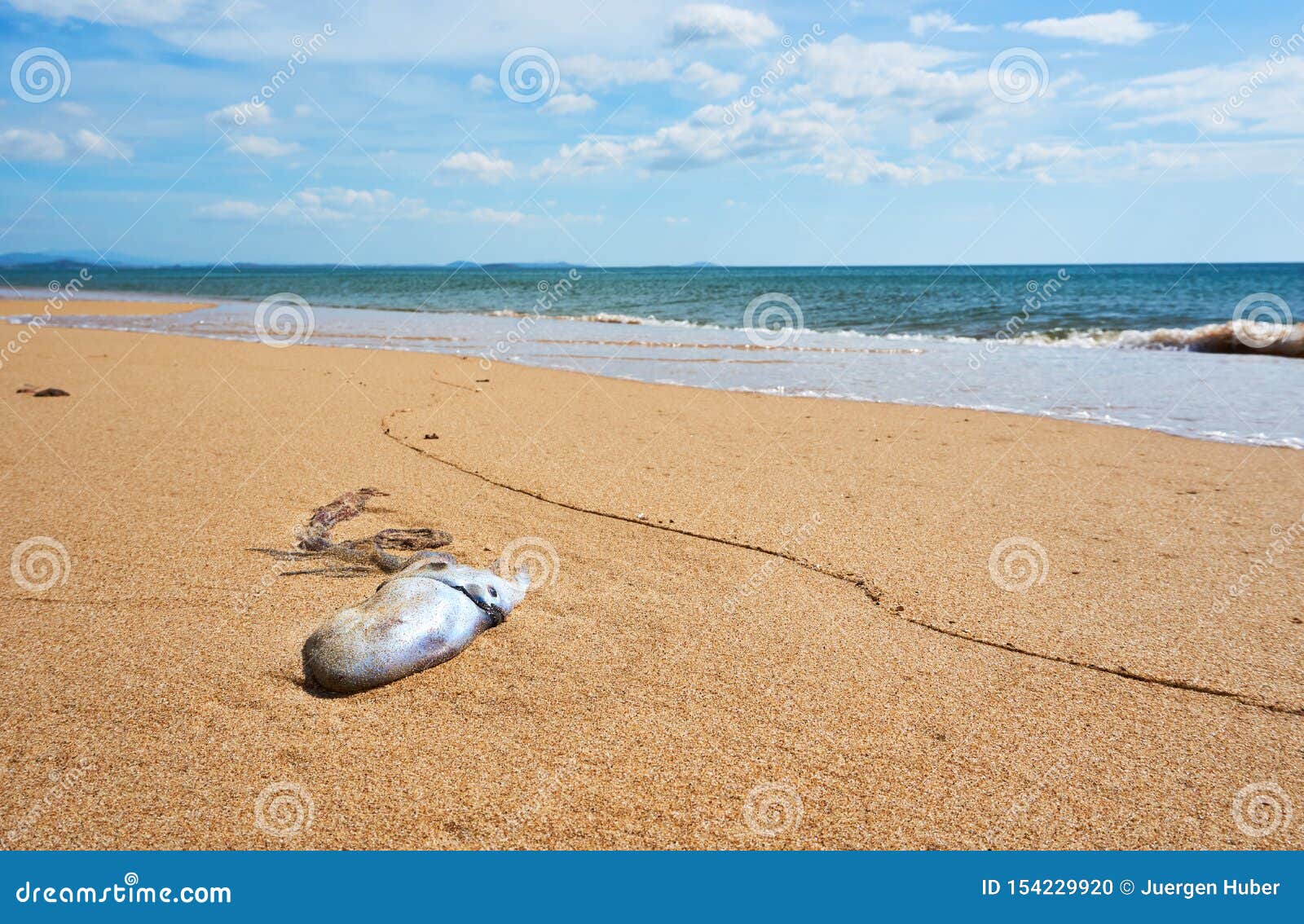 Dead Squid Beach Photos - Free & Royalty-Free Stock Photos from Dreamstime