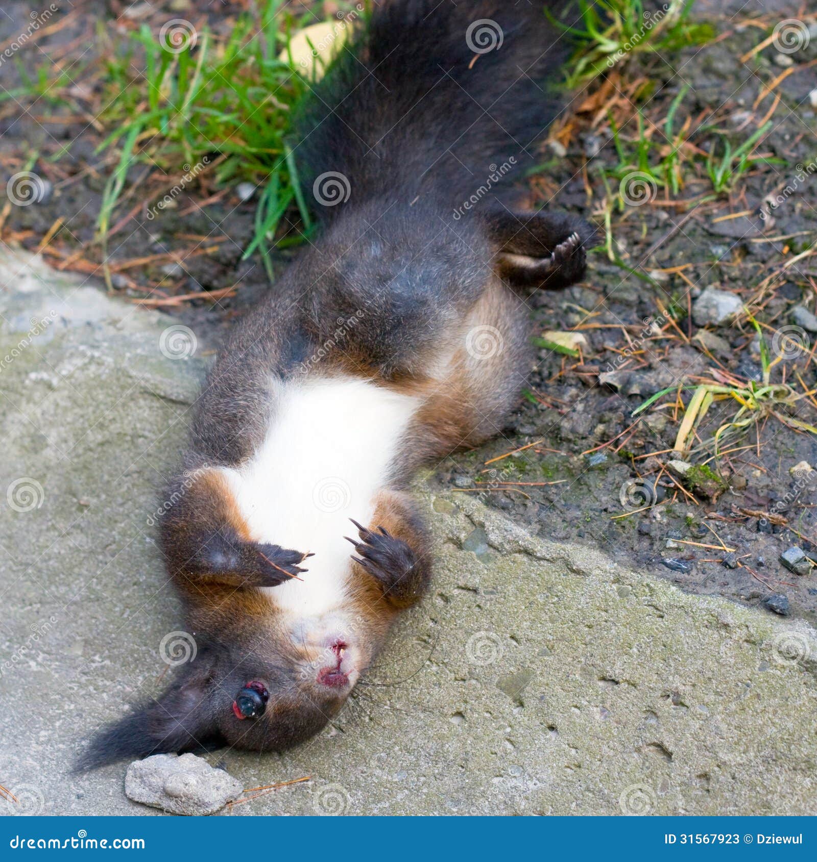 Dead squirrel stock image. Image of sciurus, dead, domestic - 31567923