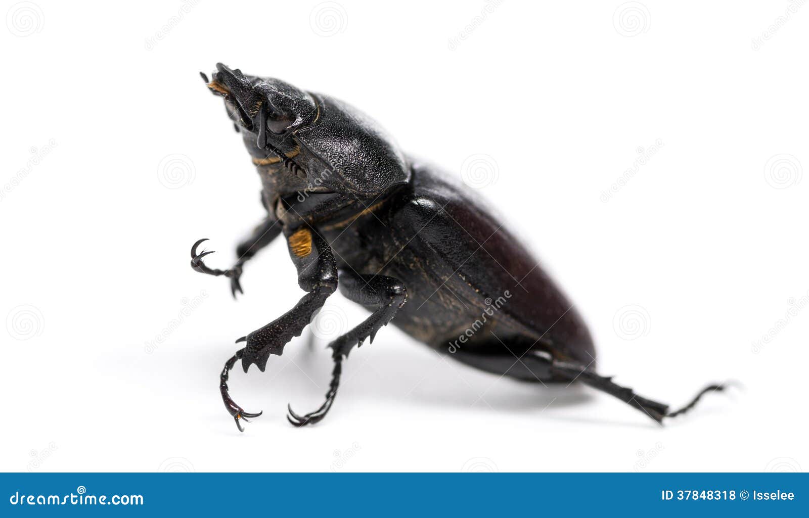 Dead Stag Beetle Lying on Its Back, Lucanus Cervus, Isolated Stock ...