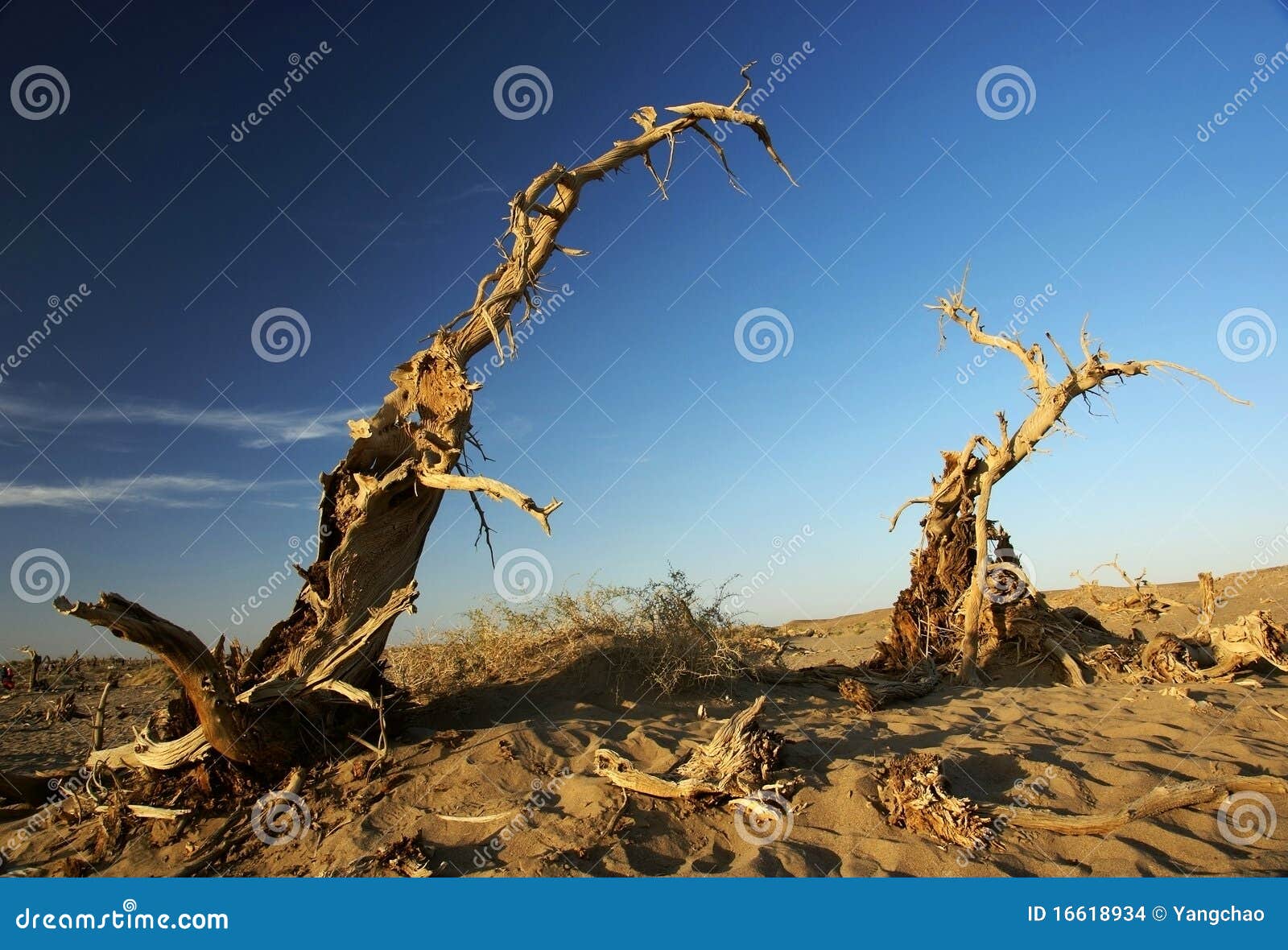 Dead Standing Tree in Desert Stock Photo - Image of populus, blue: 16618934