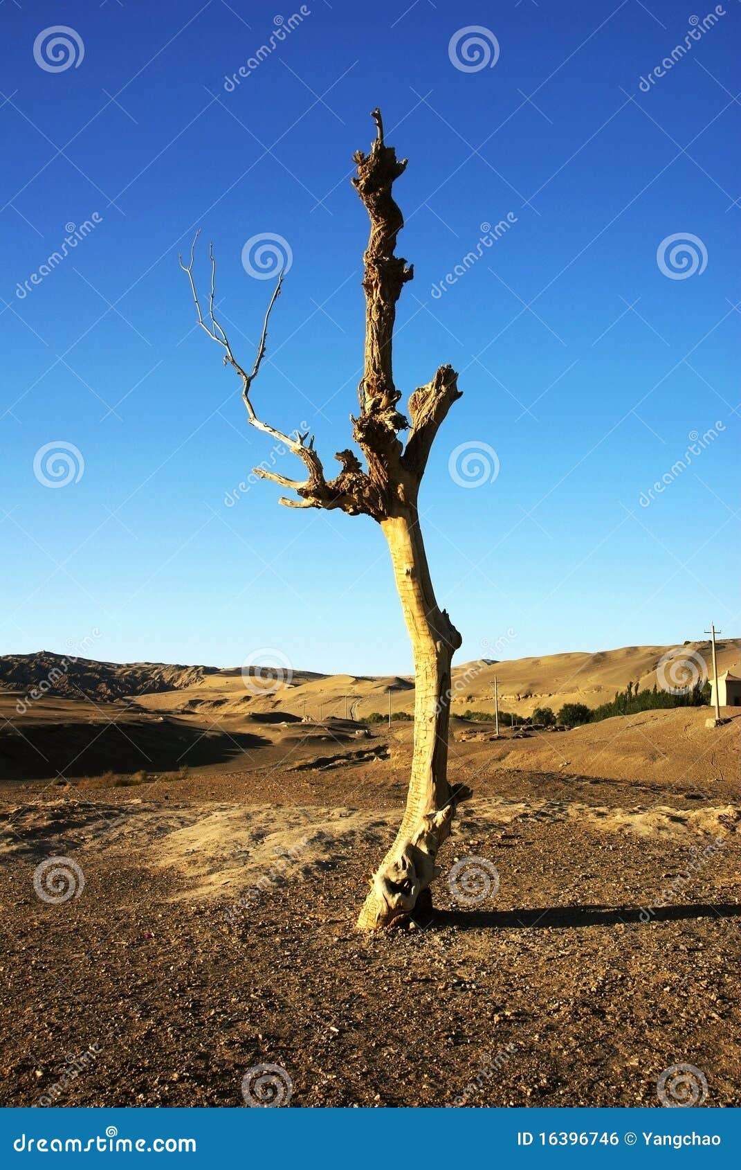 Dead Standing Tree in Gobi Desert Stock Photo - Image of tree, orient ...