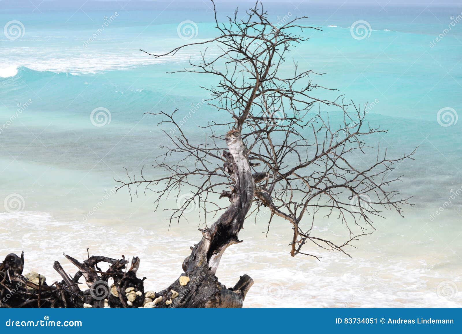 Dead Standing Tree at the Seacoast with Rough Waves on the Ocean in the ...