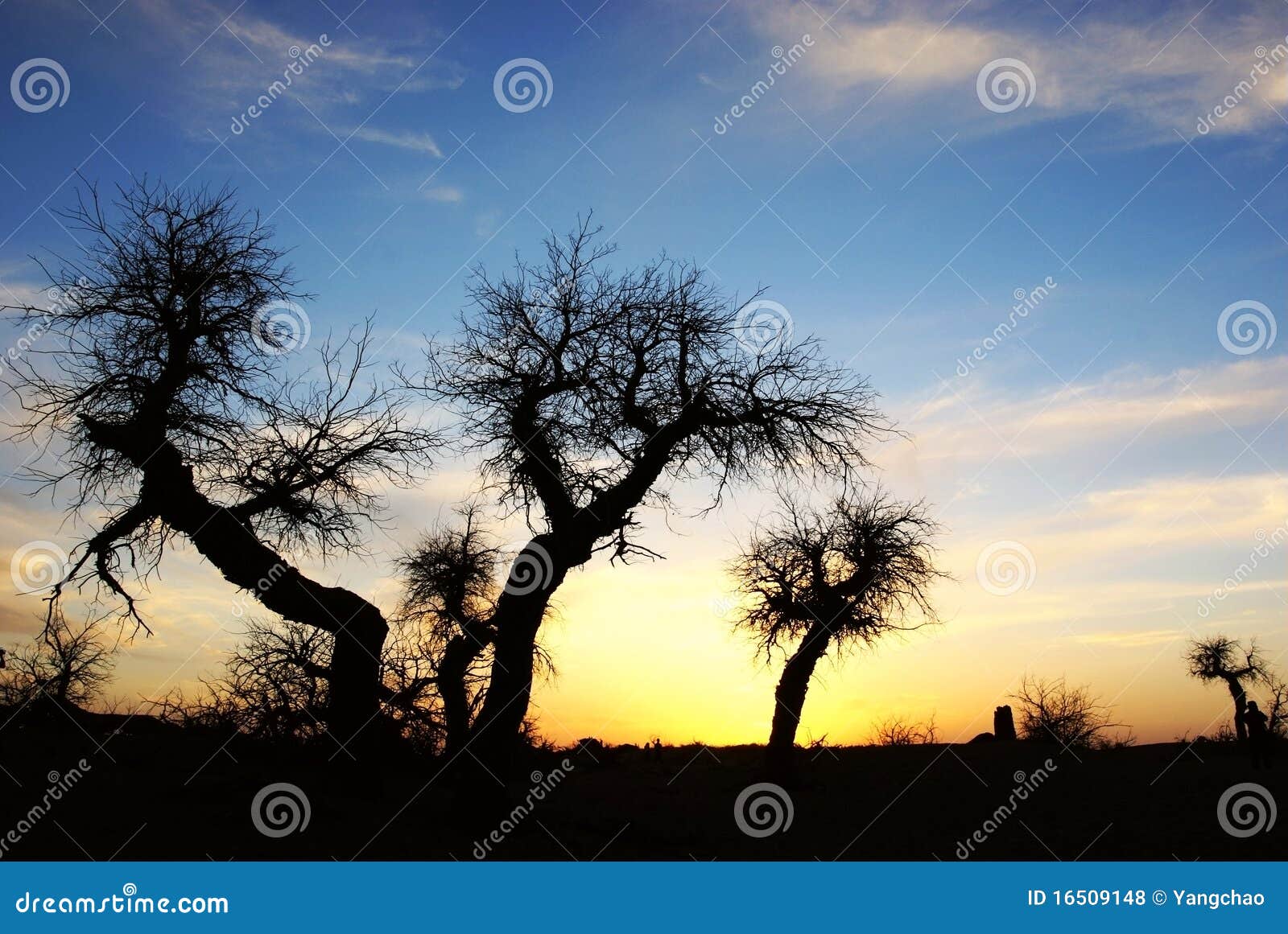 Dead Standing Tree with Sunset Glow Stock Photo - Image of wood, desert ...
