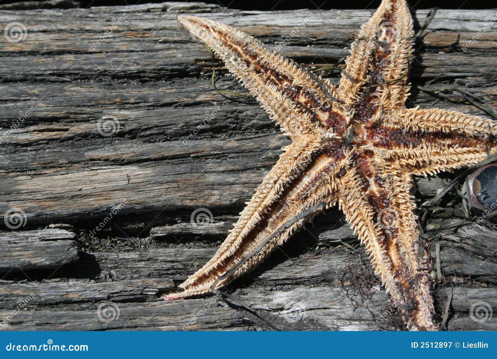 Dead star fish stock image. Image of star, starfish, life - 2512897