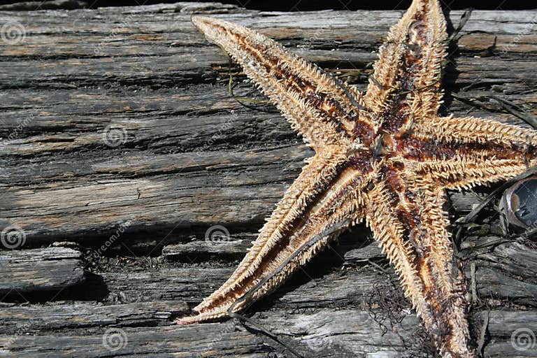 Dead star fish stock image. Image of star, starfish, life - 2512897