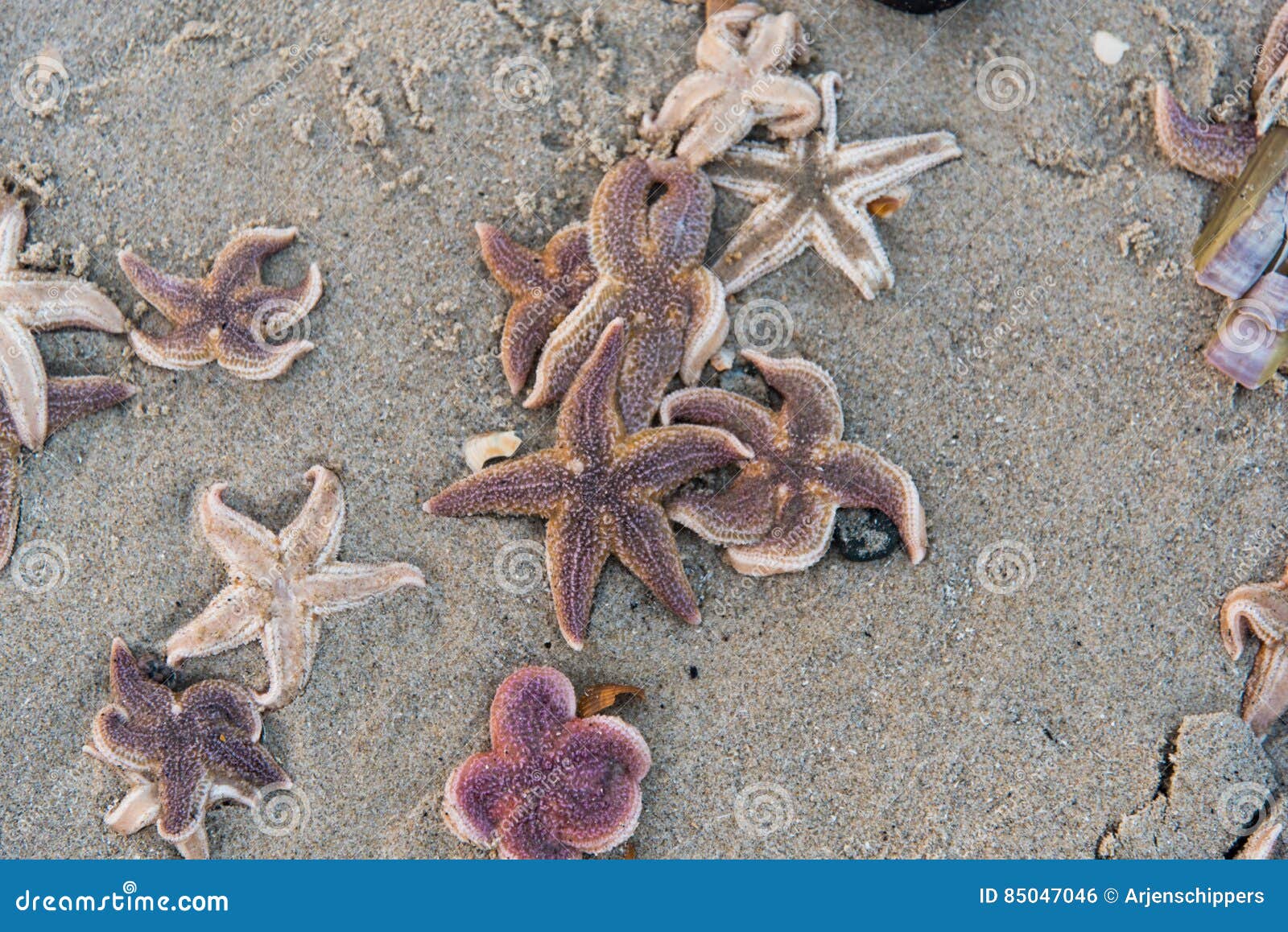 Dead Starfish on the Beach after Storm Stock Photo - Image of coastline ...