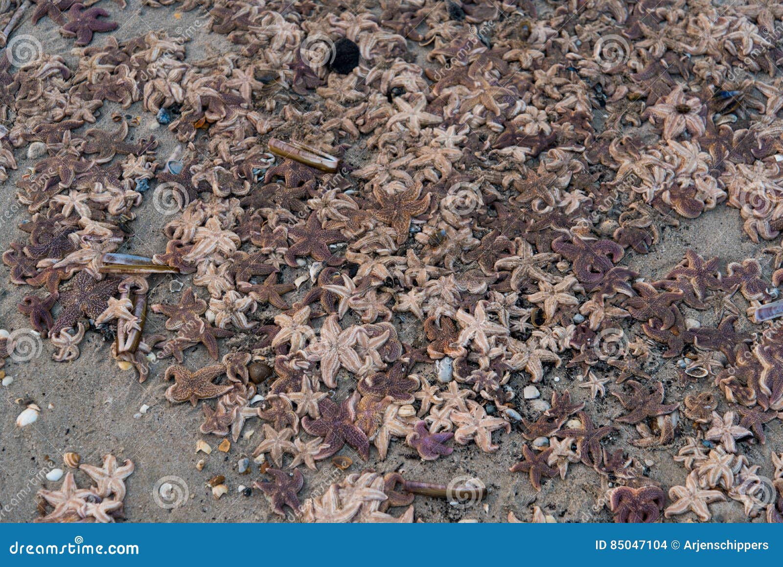 Dead Starfish on the Beach after Storm Stock Photo - Image of shell ...