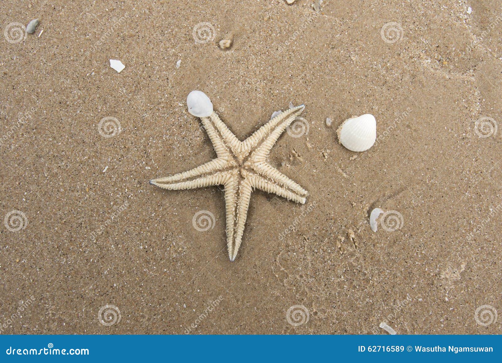 Dead Starfish on a Sand Beach Stock Image - Image of seashore, beach ...