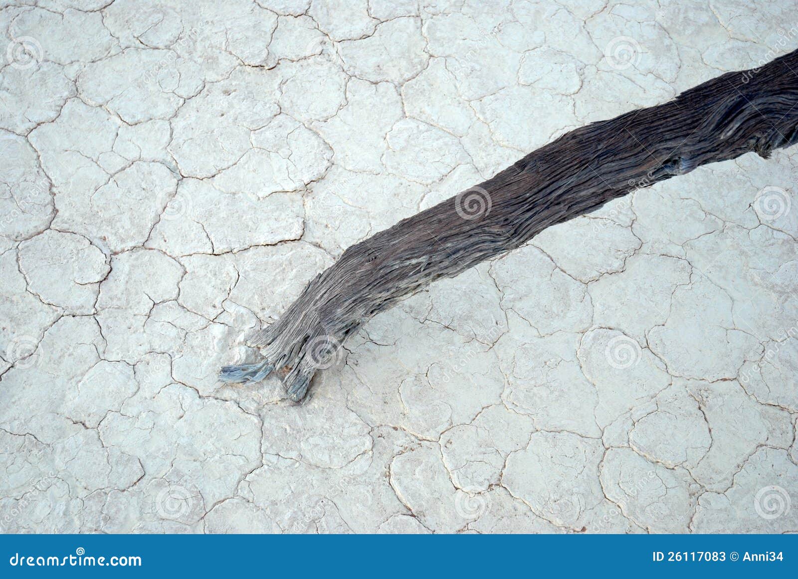 Dead stem stock image. Image of dead, white, salt, constant - 26117083
