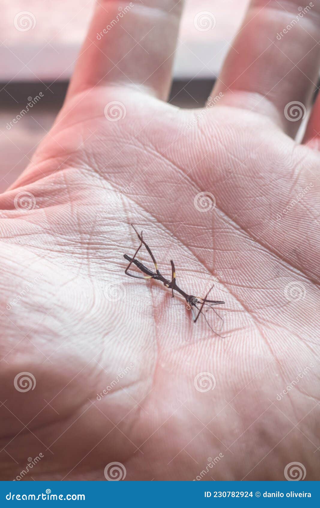 Dead Stick Animal in a Human Hand,Phasmatidae Stock Photo - Image of ...