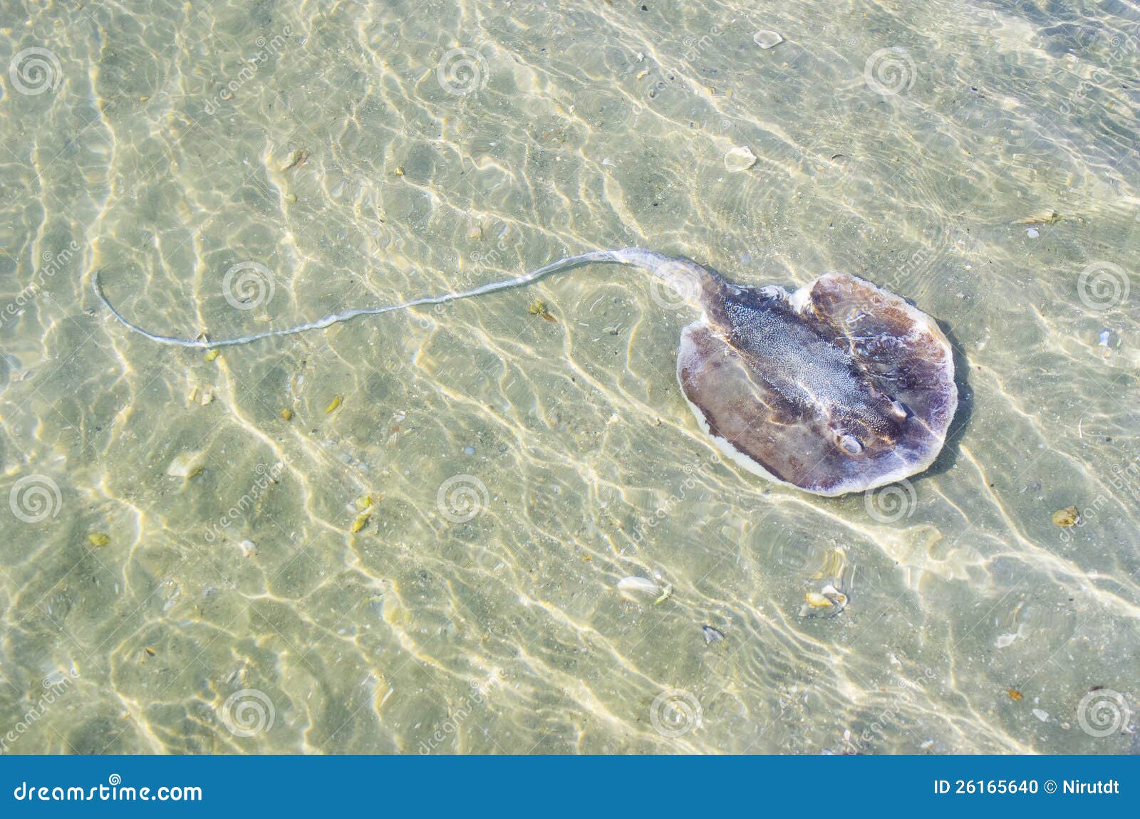 Dead Stingray stock photo. Image of diving, closeup, color - 26165640
