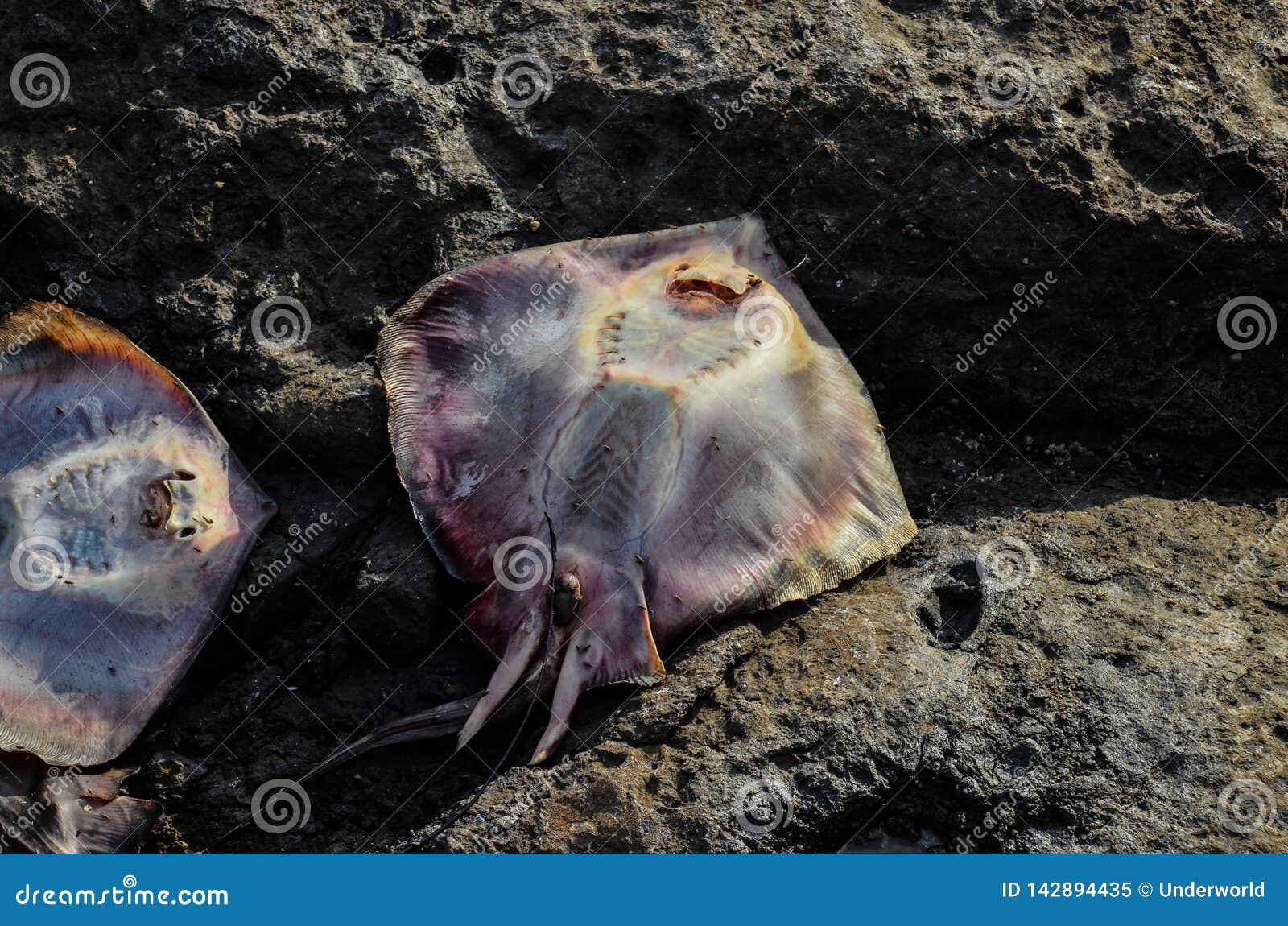 Dead Stingray Fish stock image. Image of aquatic, stingray - 142894435