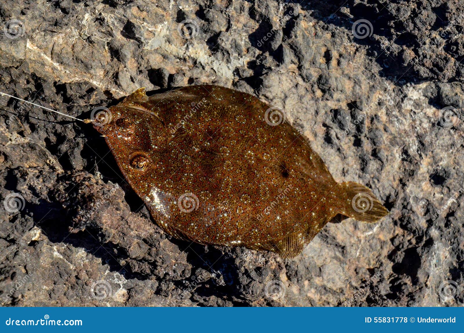 Dead Stingray Fish stock photo. Image of shore, aquatic - 55831778