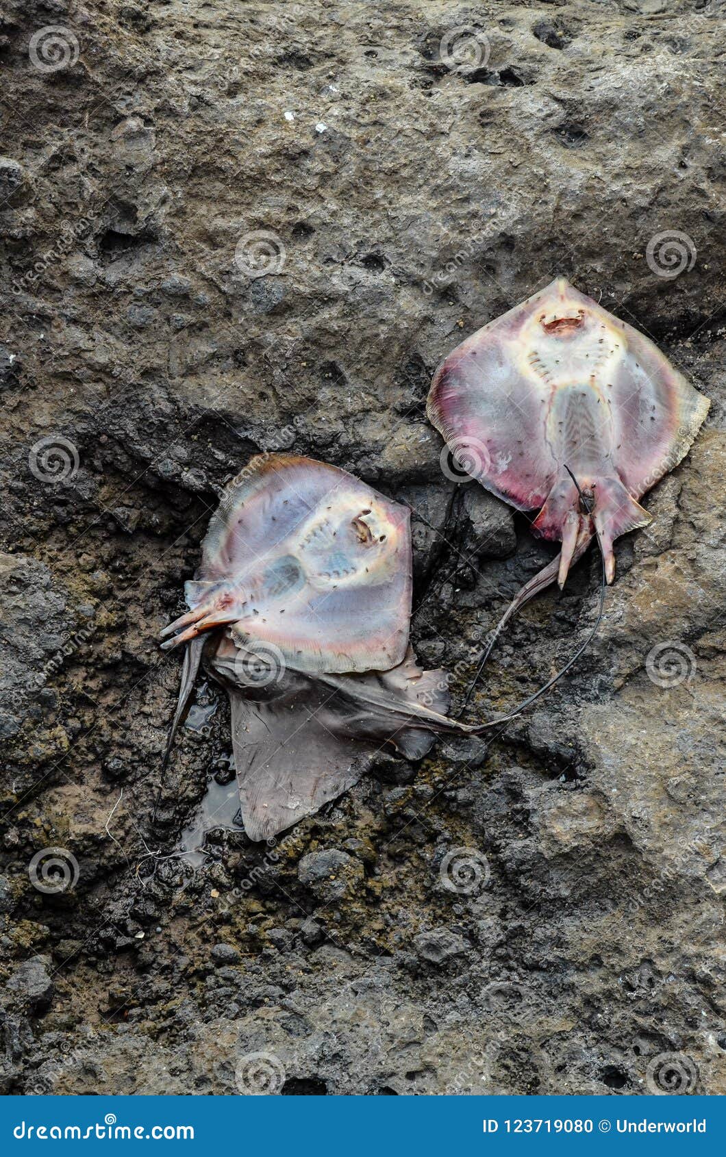 Dead Stingray Fish stock photo. Image of dying, cownose - 123719080