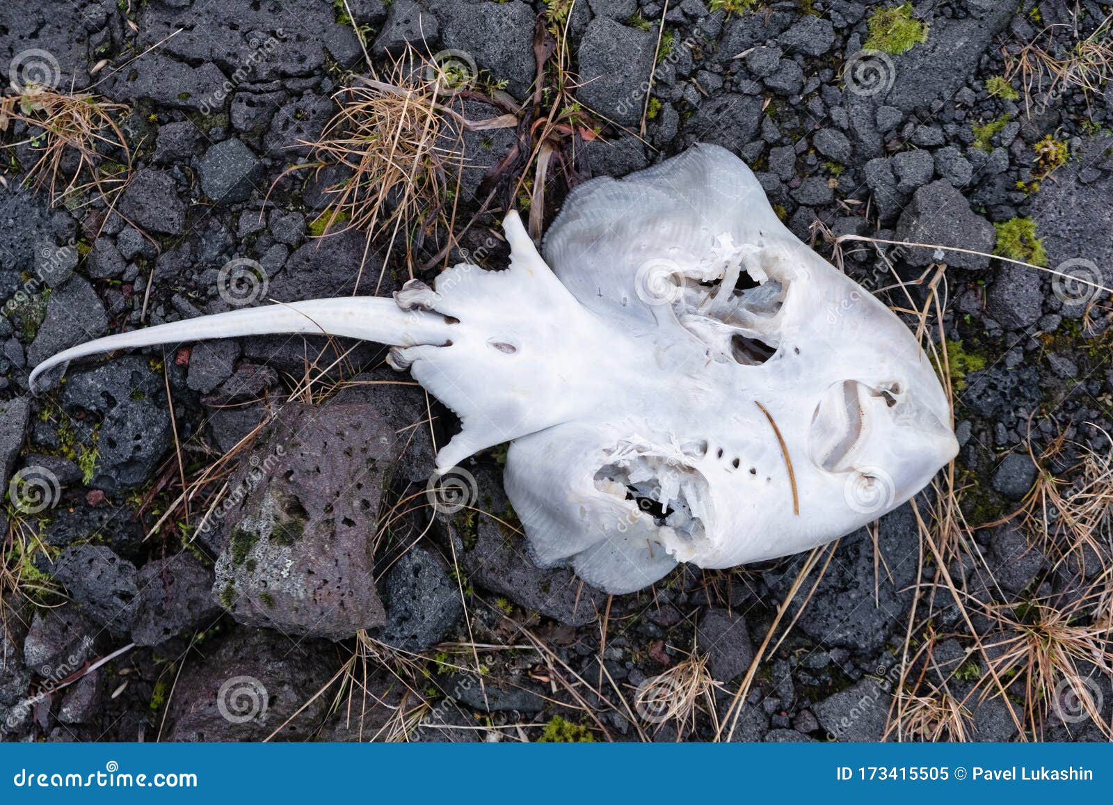 Dead stingray Iceland stock image. Image of bones, skeleton - 173415505