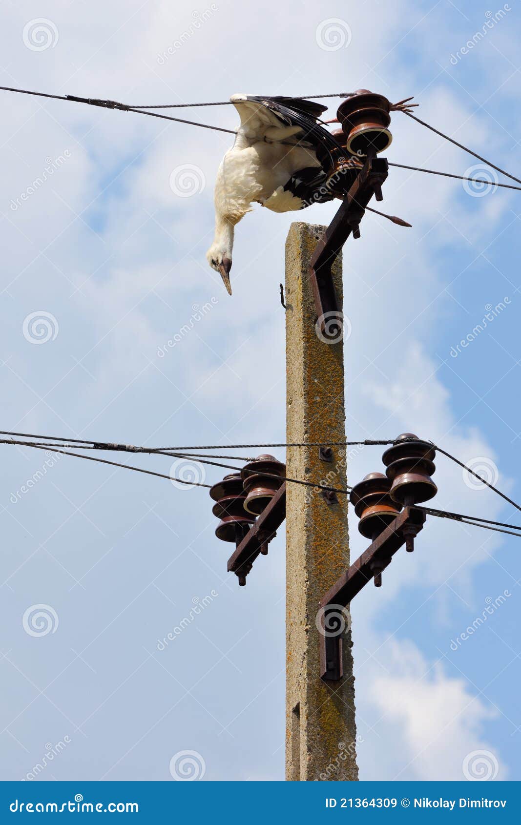 Dead Stork on Electricity Wires Stock Image - Image of animal, bird ...