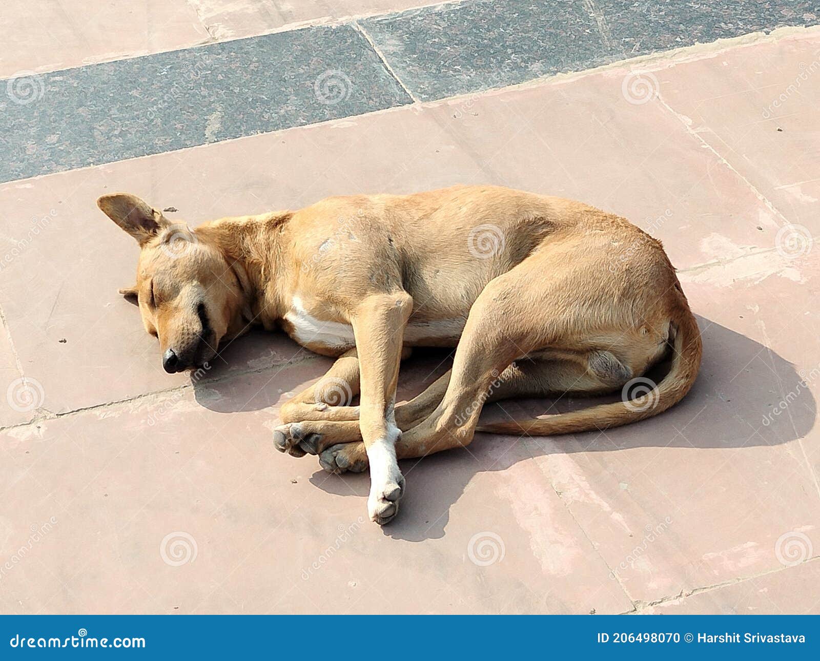 Does The Dog In Stray Die