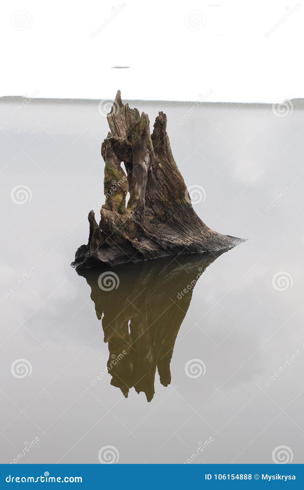 Dead stub stock photo. Image of stub, decay, jutting - 106154888