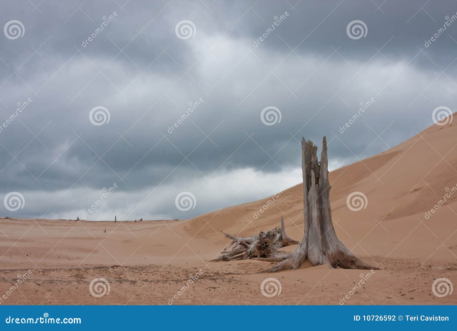 Dead Stump in the sand stock photo. Image of sandy, state - 10726592