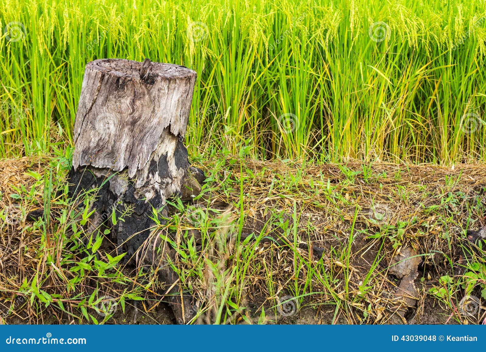 Dead stumps stock photo. Image of ecology, gardening - 43039048