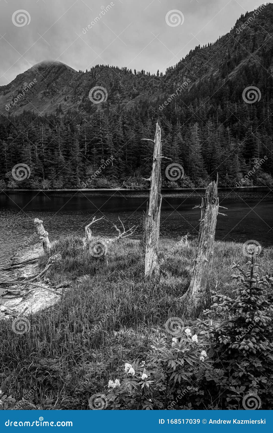 Dead Cut Stumps In Riverbed Royalty-Free Stock Photo | CartoonDealer ...