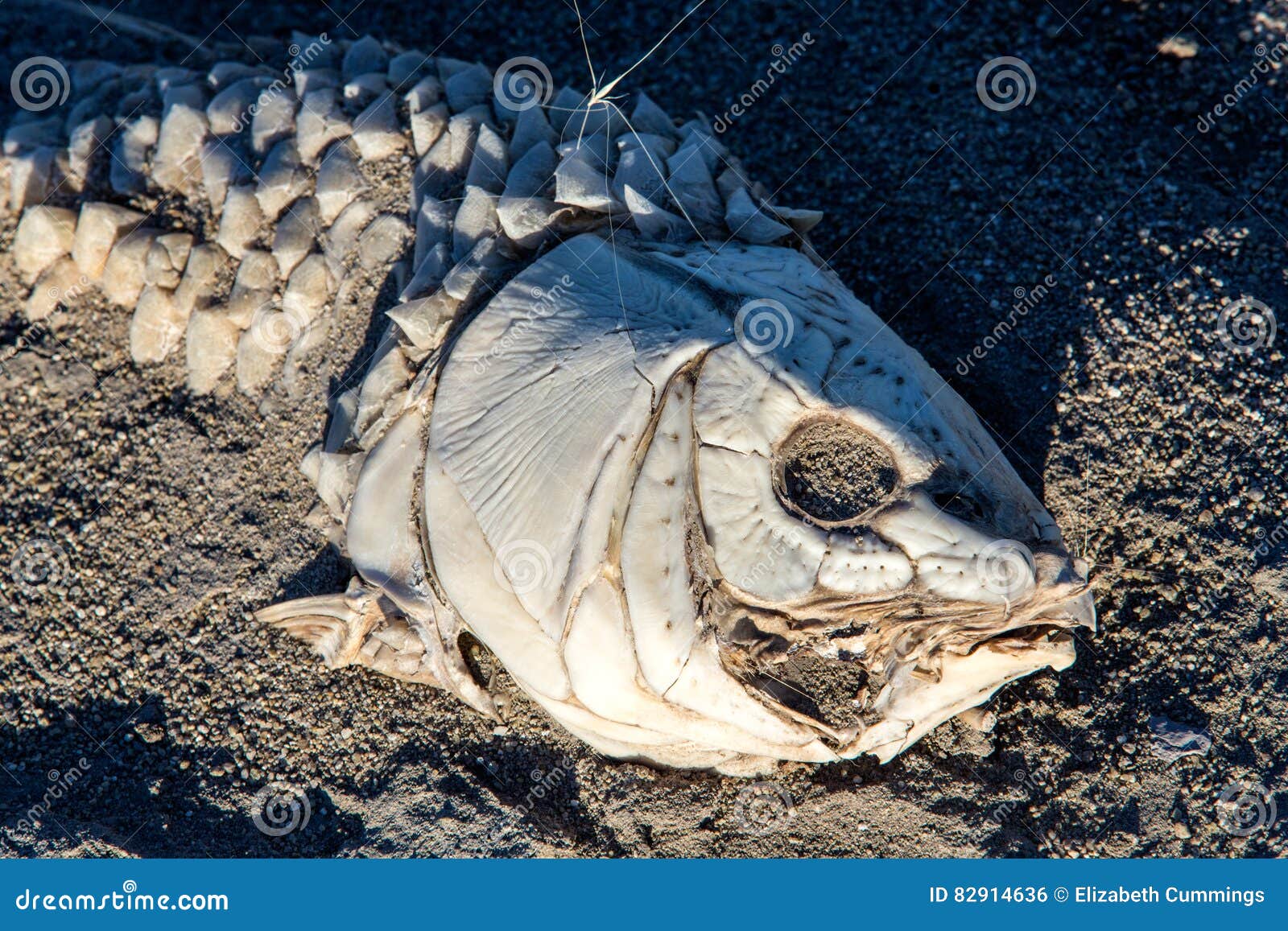 Dead Suffocated Fish Skeleton Stock Photo - Image of dead, dirt: 82914636