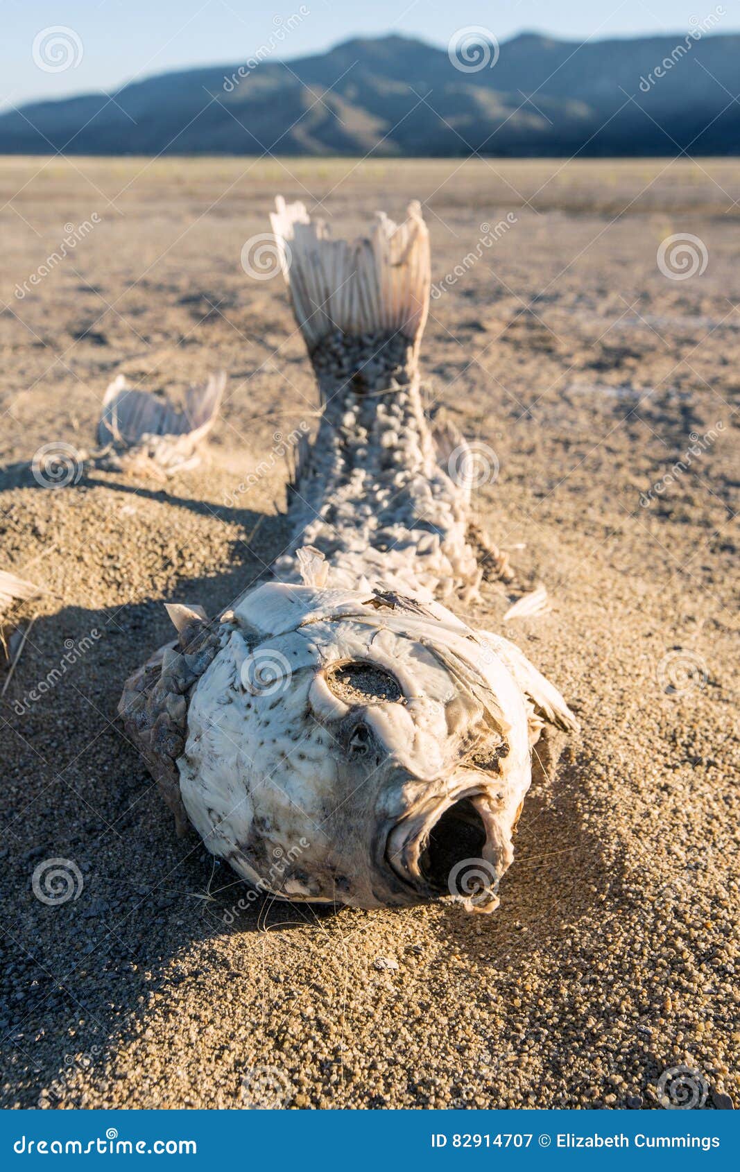 Dead Suffocated Fish Skeleton Stock Image - Image of fish, thirsty ...
