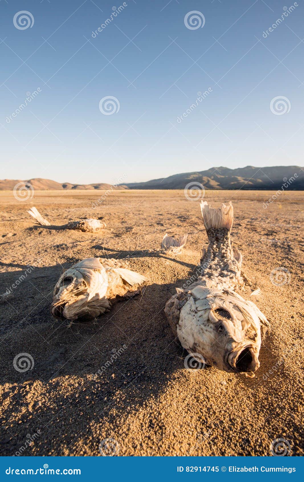 Dead Suffocated Fish Skeleton Stock Image - Image of parched ...