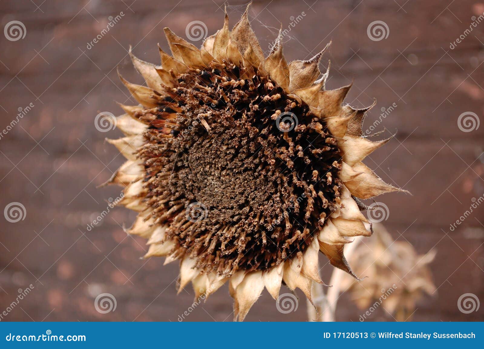 Dead Sunflower Stock Image | CartoonDealer.com #13042099