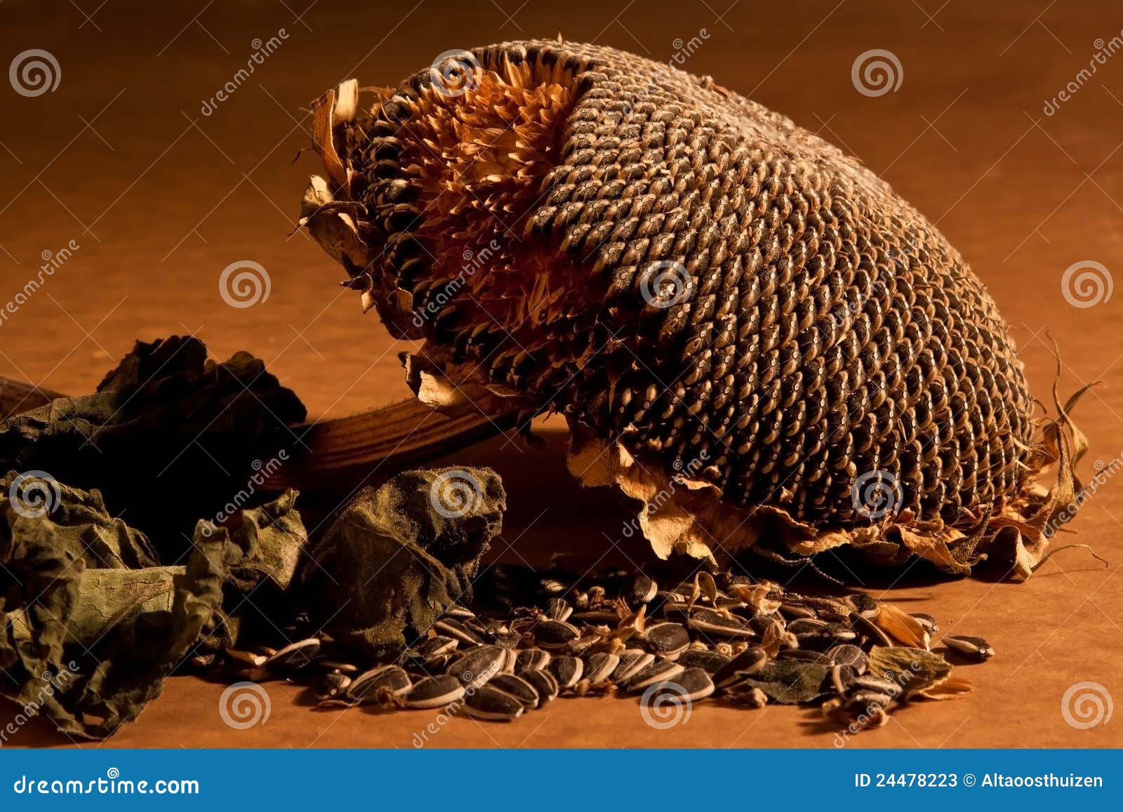Dead Sunflower with Dead Leaves Stock Image - Image of floral, fade ...