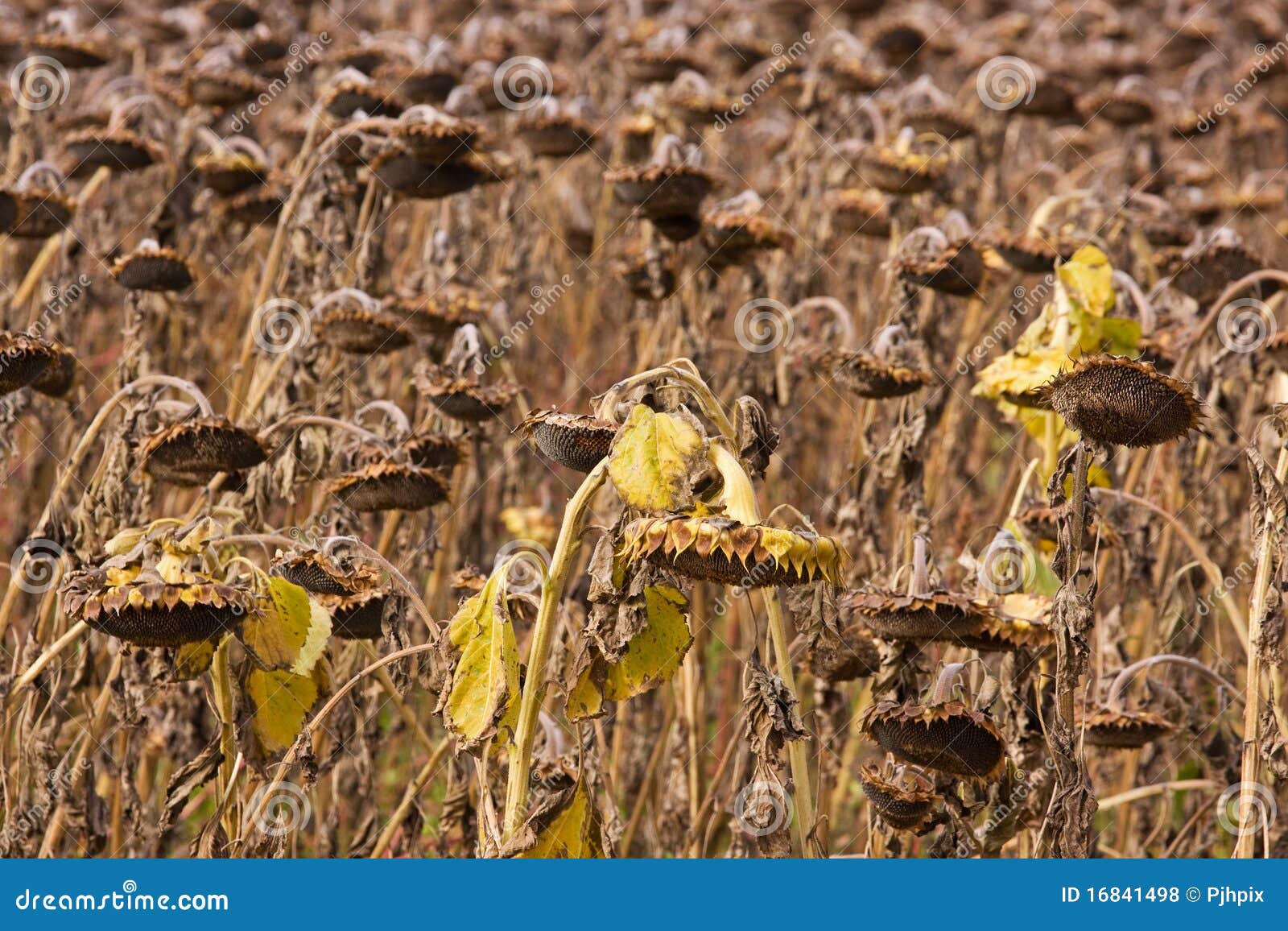 Dead Sunflowers stock photo. Image of farmland, field - 16841498