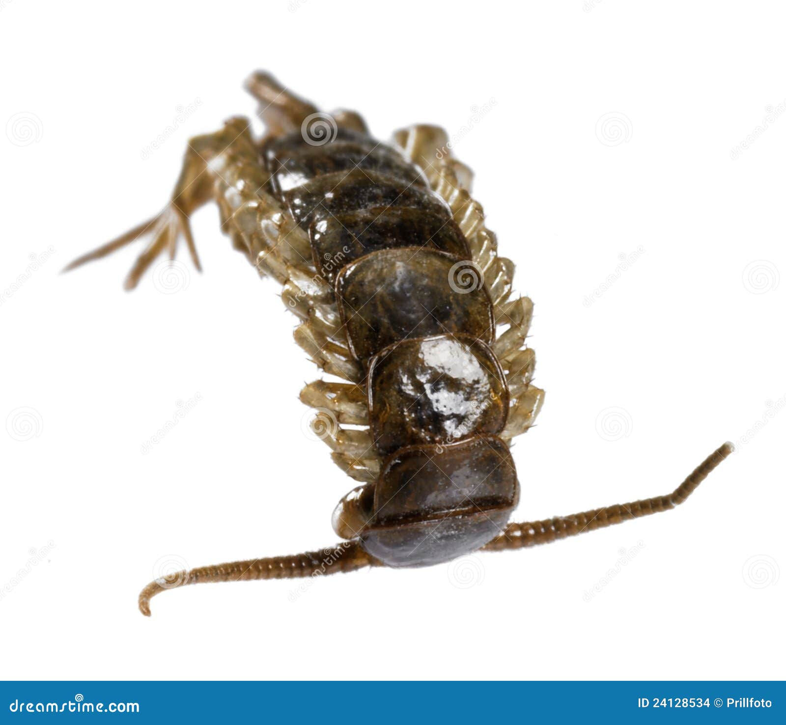 Dead supine centipede stock photo. Image of close, horror - 24128534