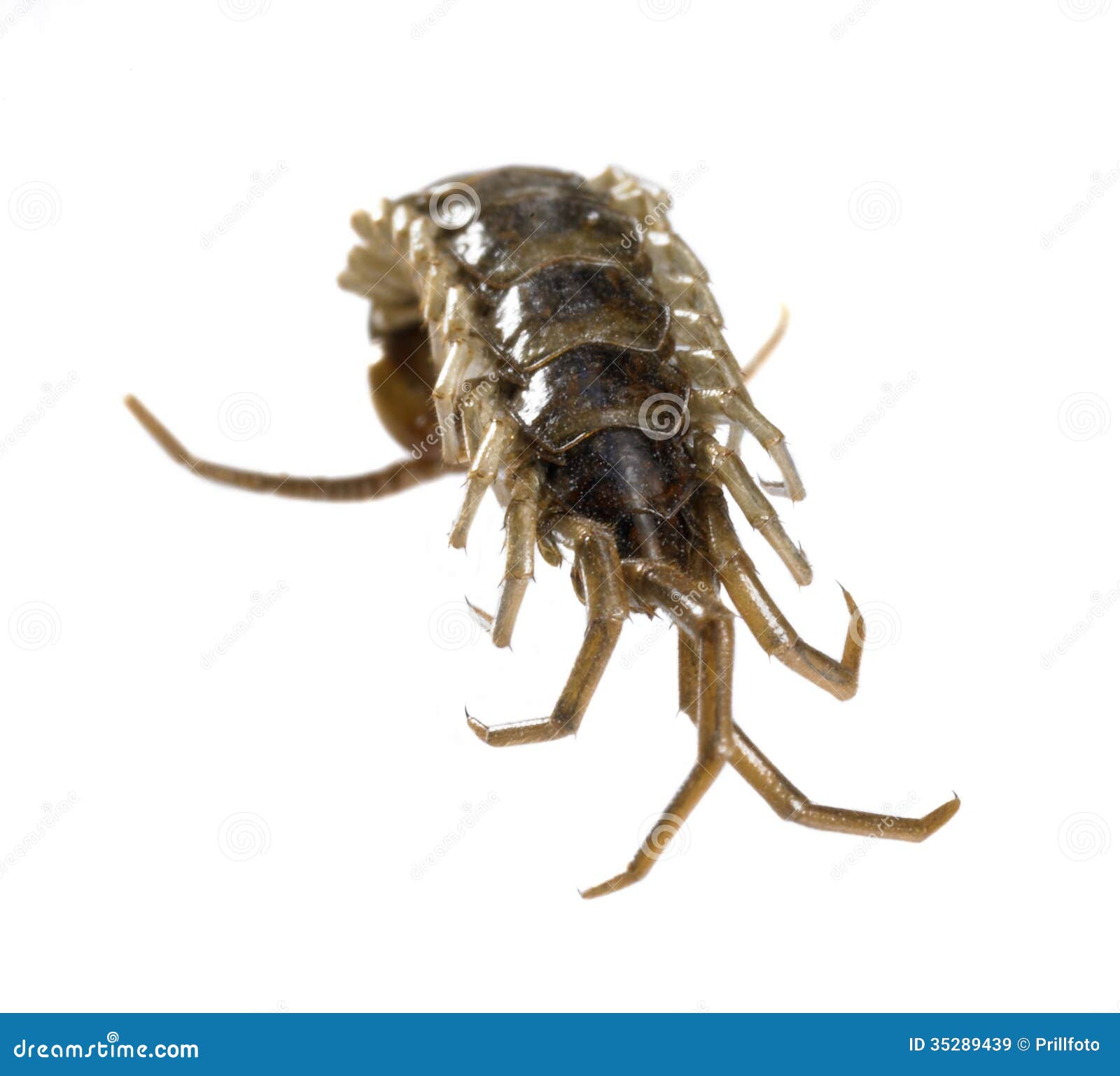 Dead supine centipede stock image. Image of chilopod - 35289439