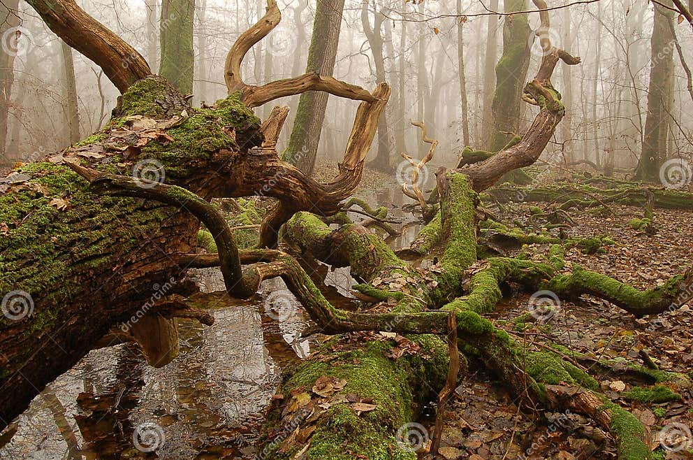 Dead swamp stock photo. Image of swamp, primaeval, bizarre - 2116060
