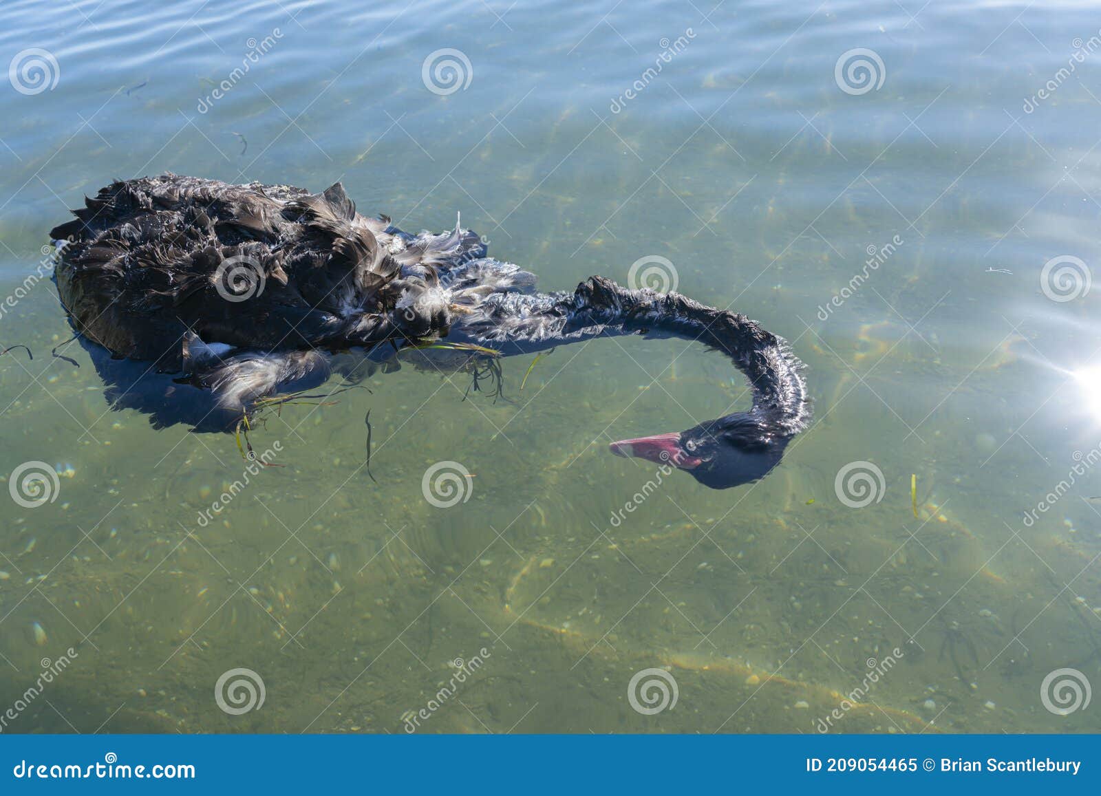 Dead Swan Floats Up Harbour Stock Image - Image of dying, wild: 209054465